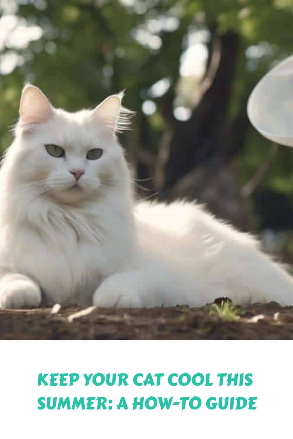 Keep Your Cat Cool This Summer: A How-To Guide