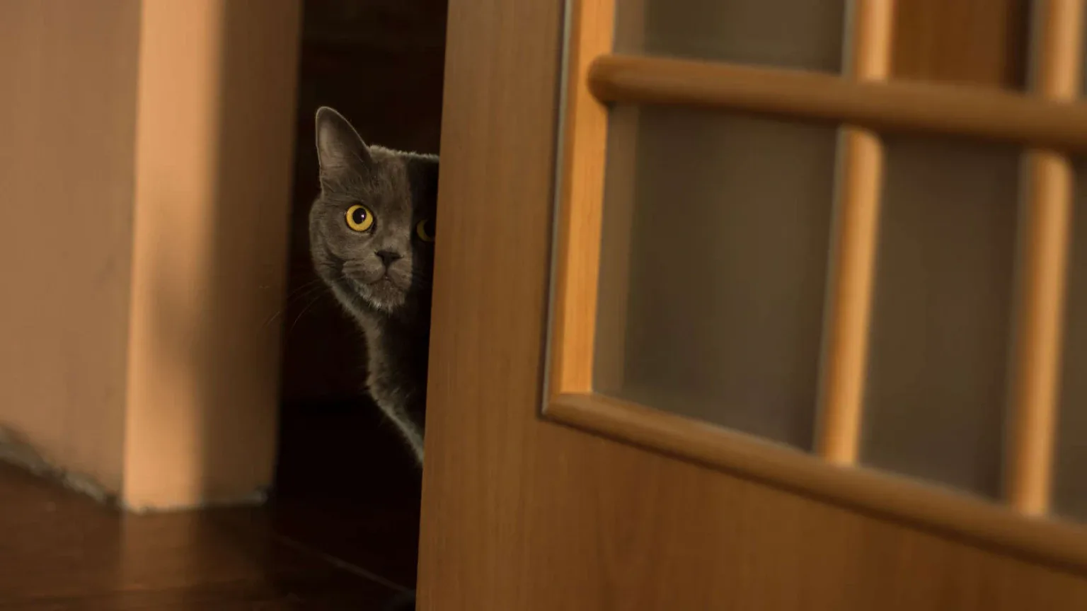 Clever Cats Unlock the Mystery of Doors