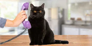 Why Does My Cat Sound Like It's Saying Hello