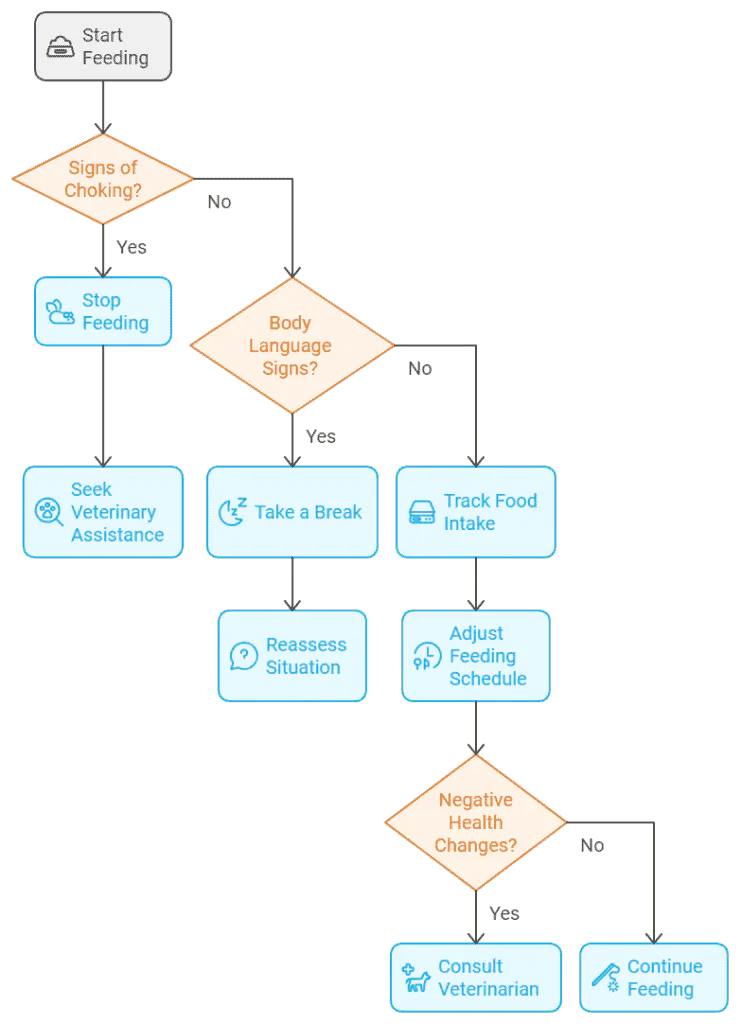 Syringe Feeding Your Cat: A Step-by-Step Guide
