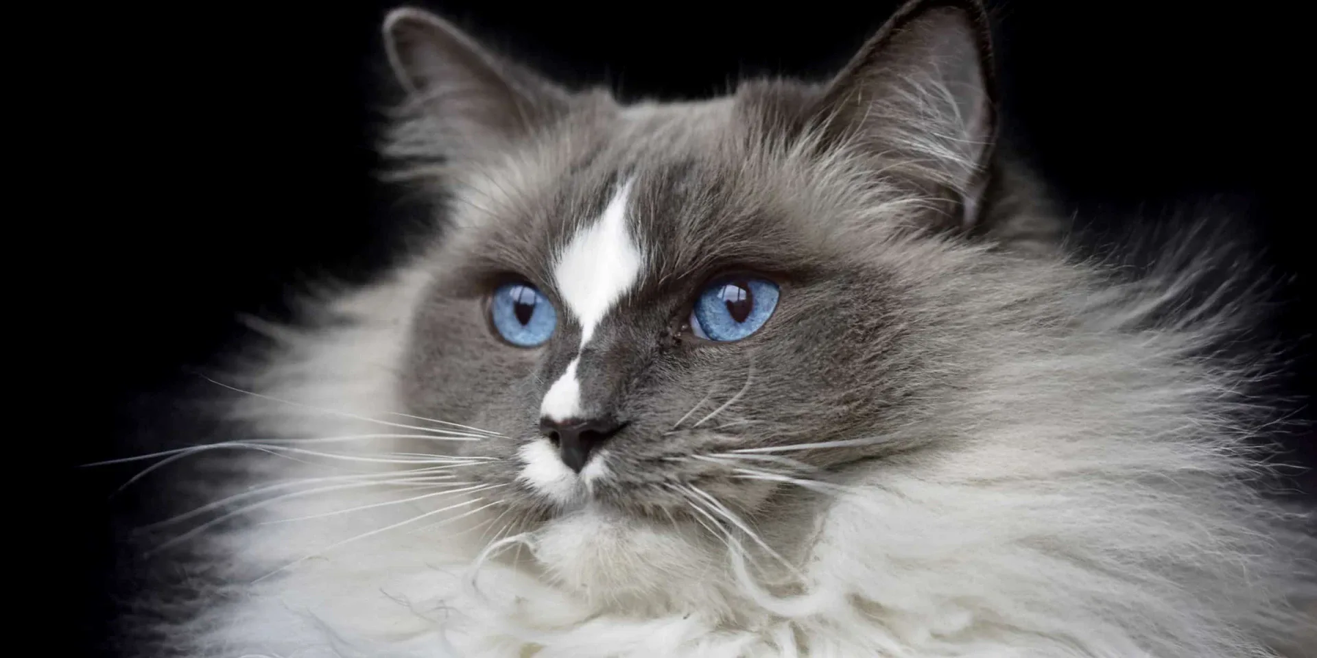 What Are Cons About Ragdoll Cats?